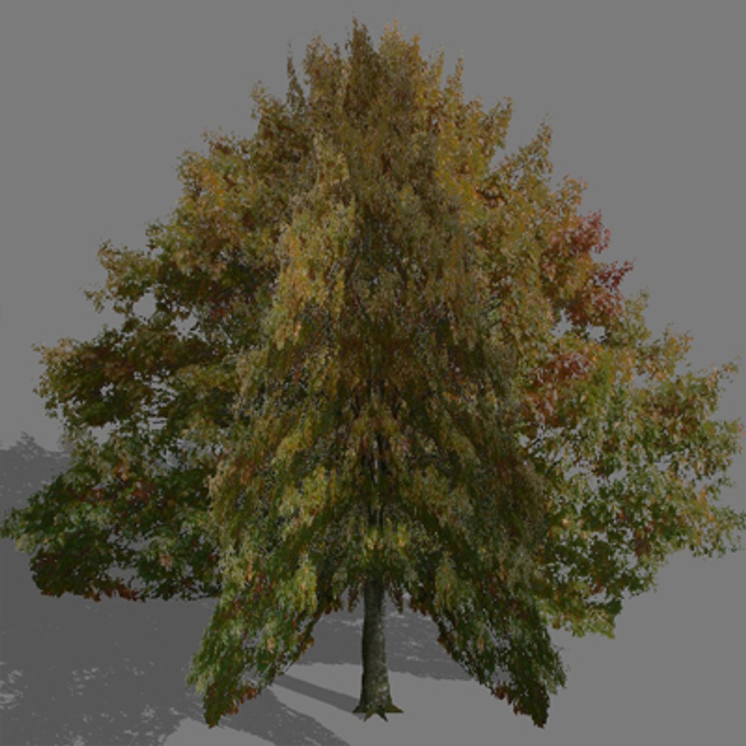 Tree Autumn 3d Model