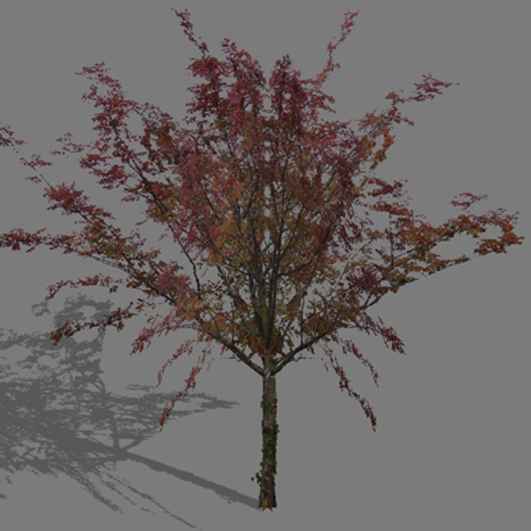 Tree Autumn 3d Model