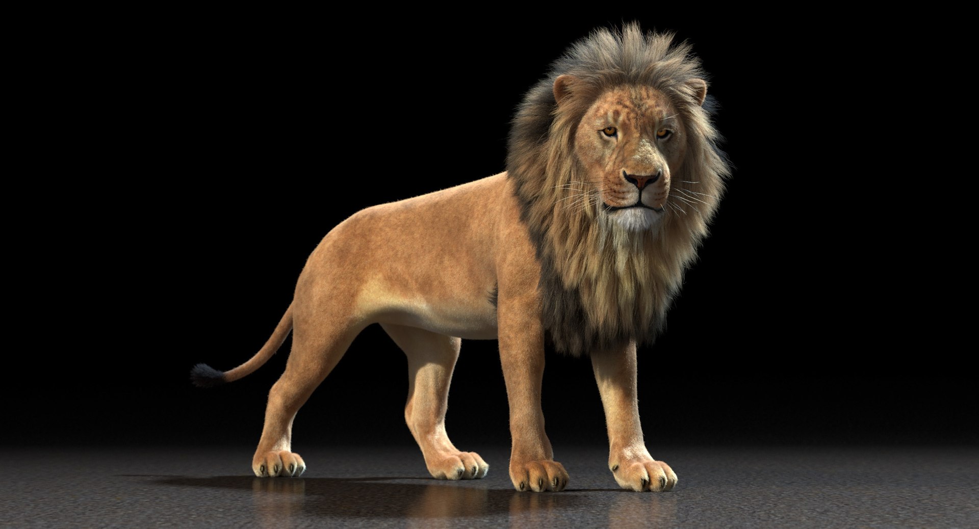 3D Lion Rigged - TurboSquid 1291185