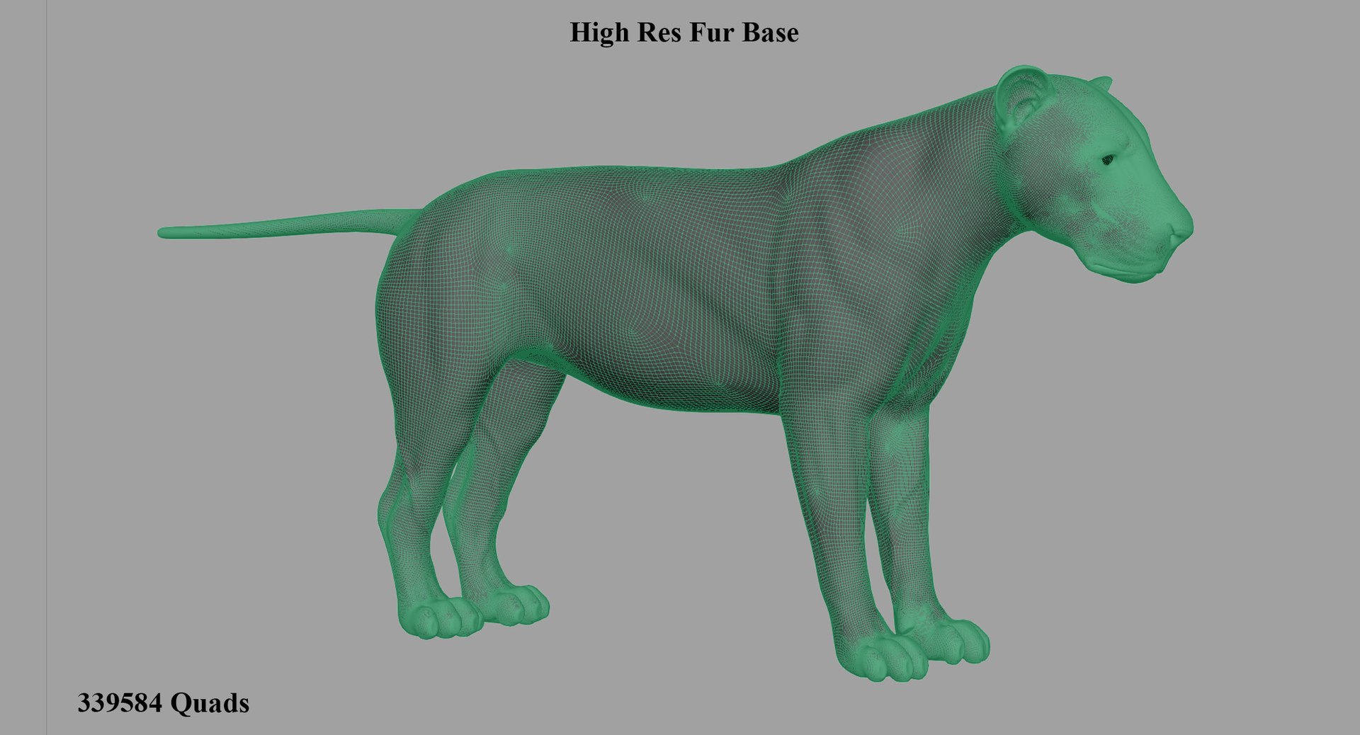 3D lion rigged - TurboSquid 1291185