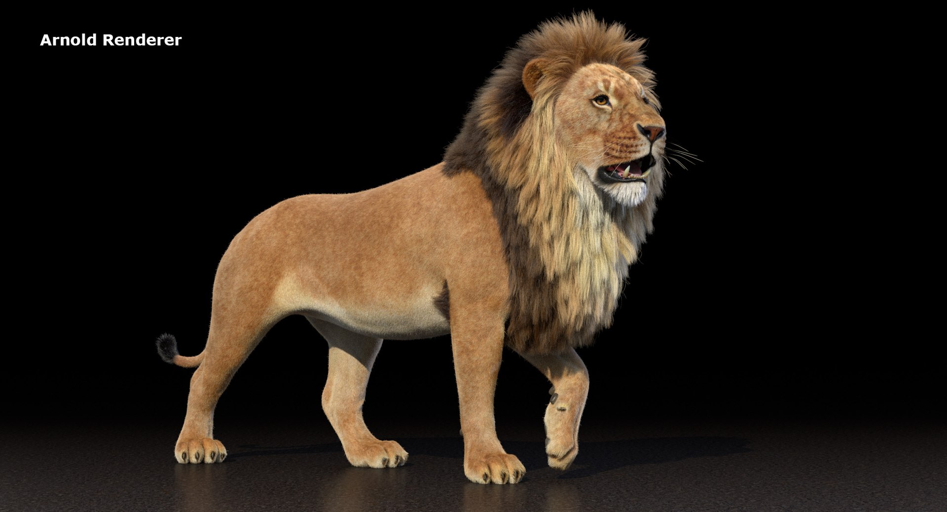 3D Lion Rigged - TurboSquid 1291185
