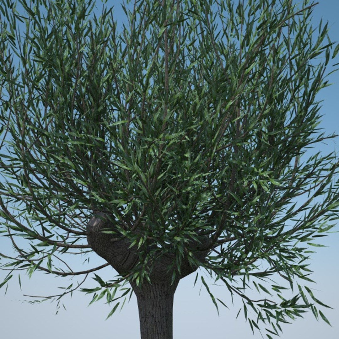D Model Pollard Willow Tree