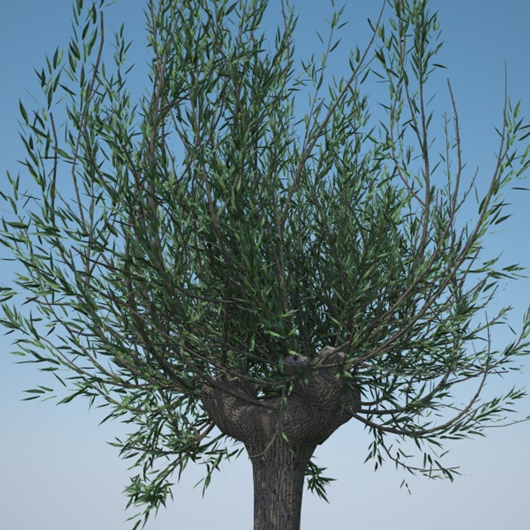 D Model Pollard Willow Tree