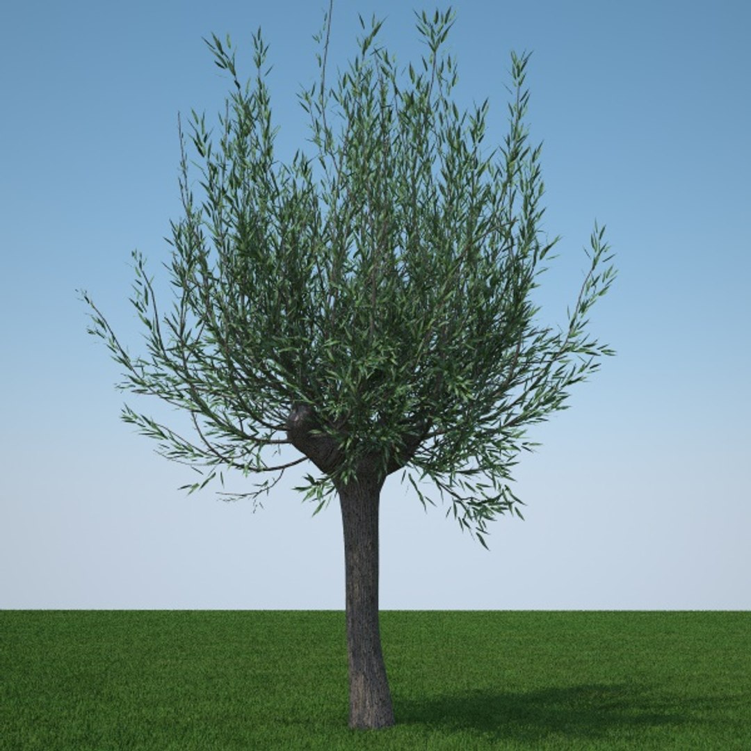 D Model Pollard Willow Tree