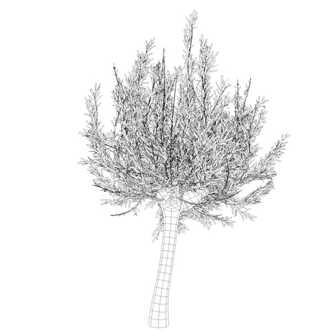 D Model Pollard Willow Tree