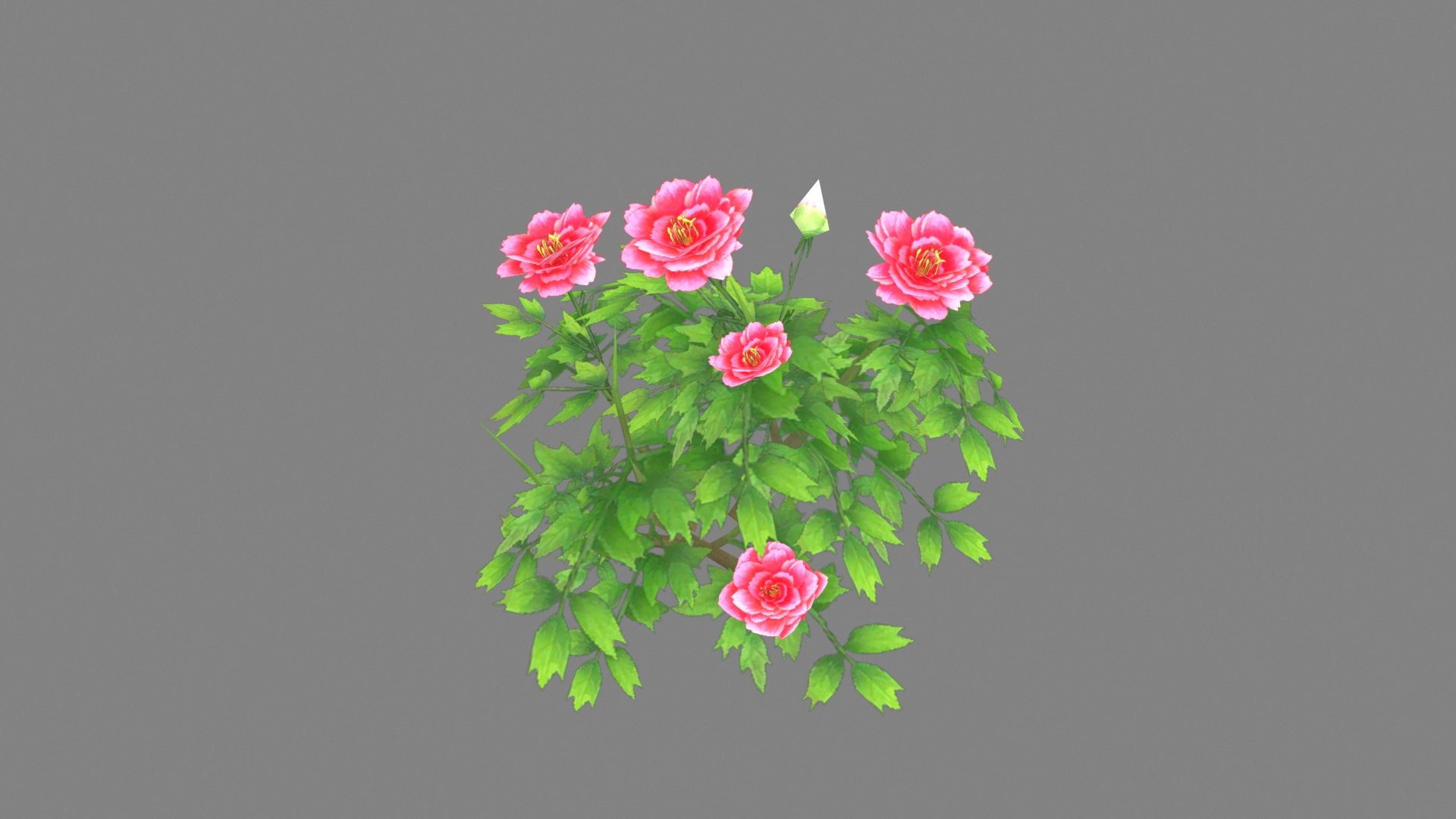 3D A Rose Plant Model - TurboSquid 2258500