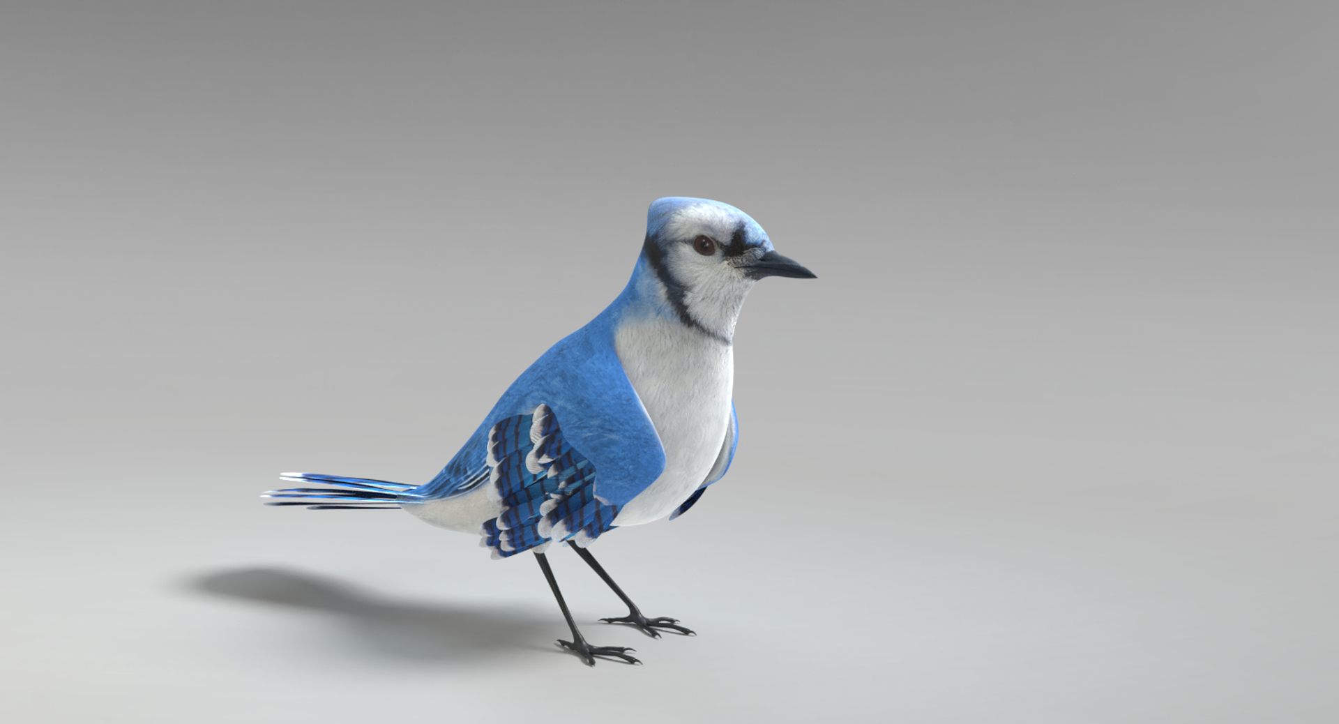 Blue Jay Animations 3D Model - TurboSquid 1244048