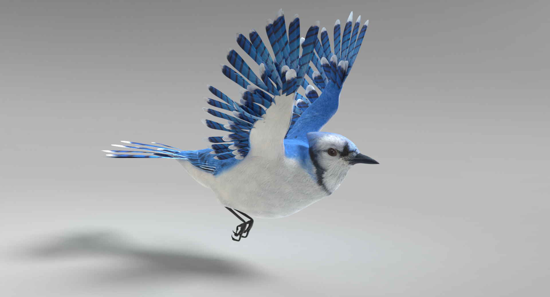Blue Jay Animations 3D Model - TurboSquid 1244048