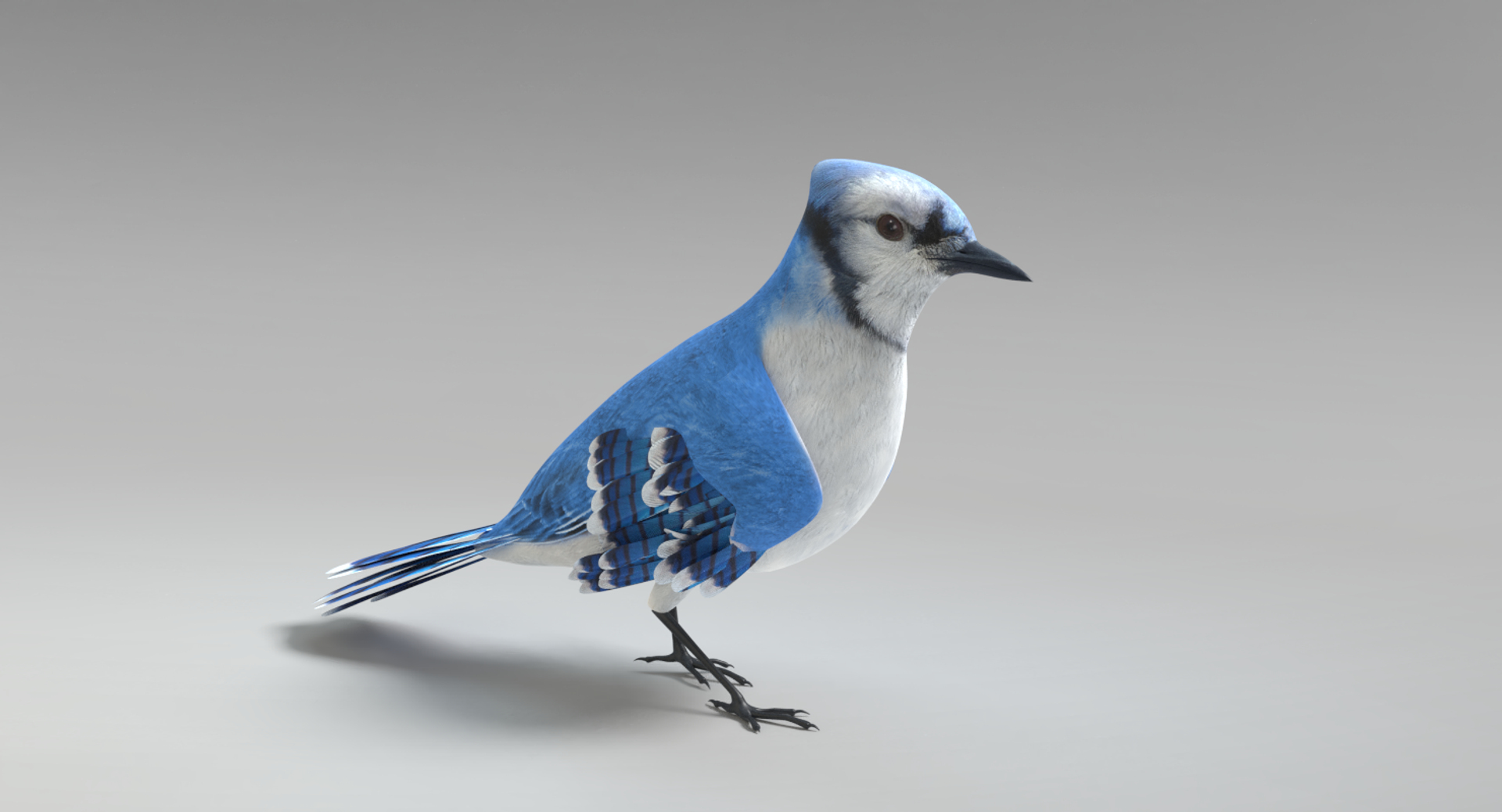 Blue Jay Animations 3D Model - TurboSquid 1244048