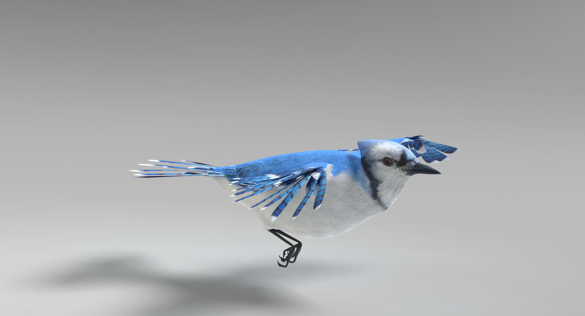 Blue Jay Animations 3D Model - TurboSquid 1244048