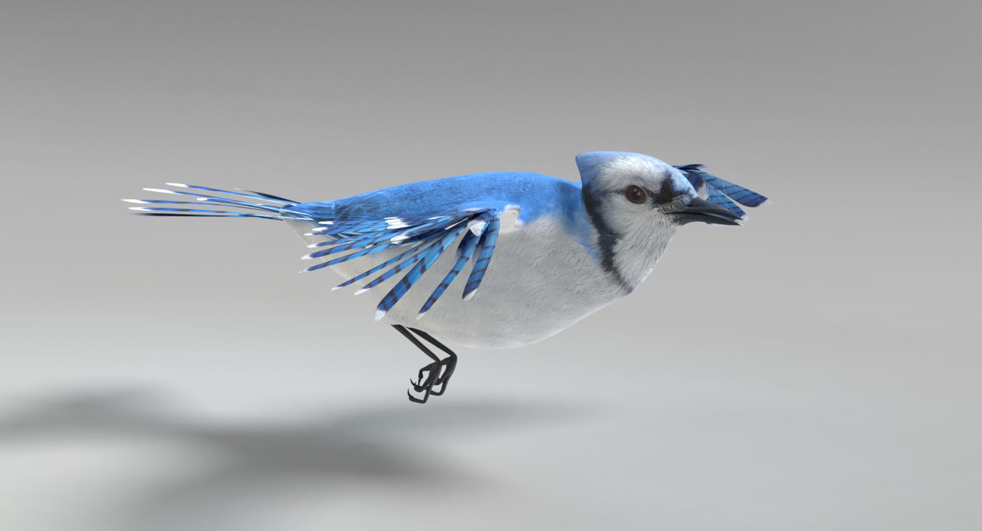 Blue Jay Animations 3D Model - TurboSquid 1244048