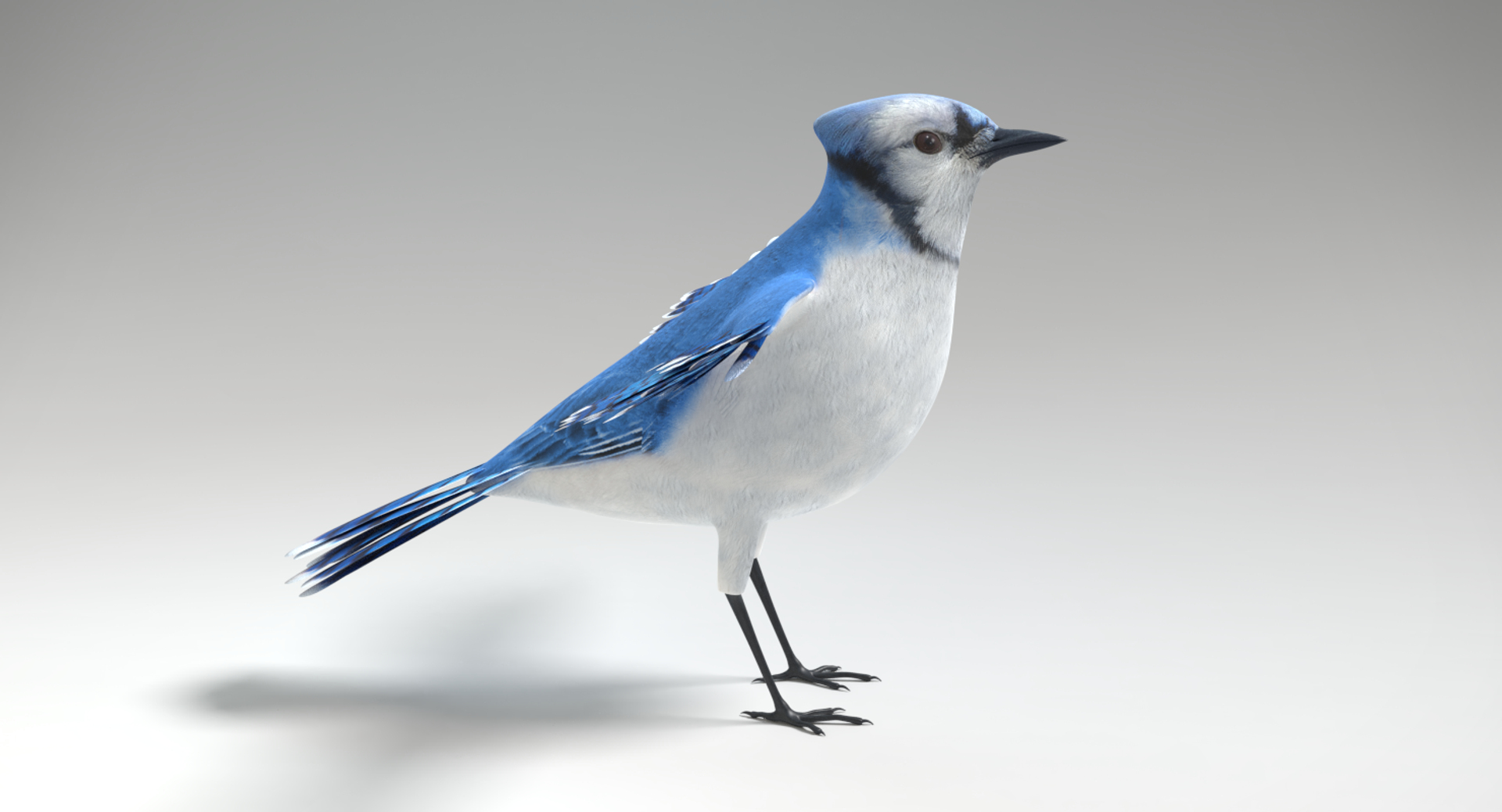 Blue Jay Animations 3D Model - TurboSquid 1244048