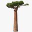 Max African Baobab Tree