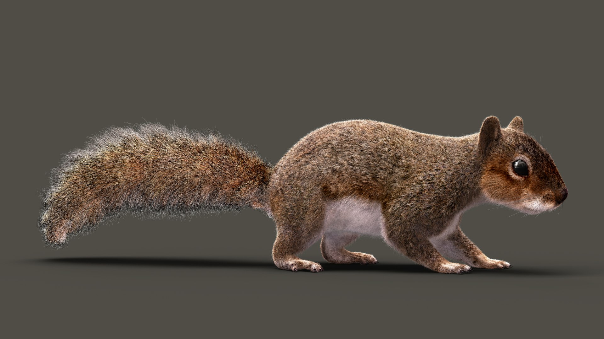 Squirrel RIG XGEN-CORE 3D Model - TurboSquid 2127607