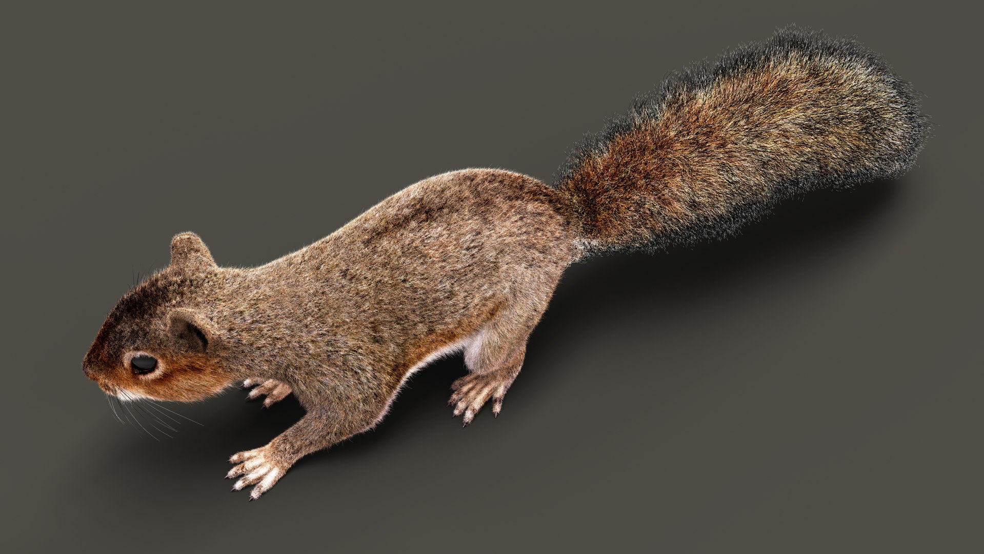 Squirrel RIG XGEN-CORE 3D Model - TurboSquid 2127607