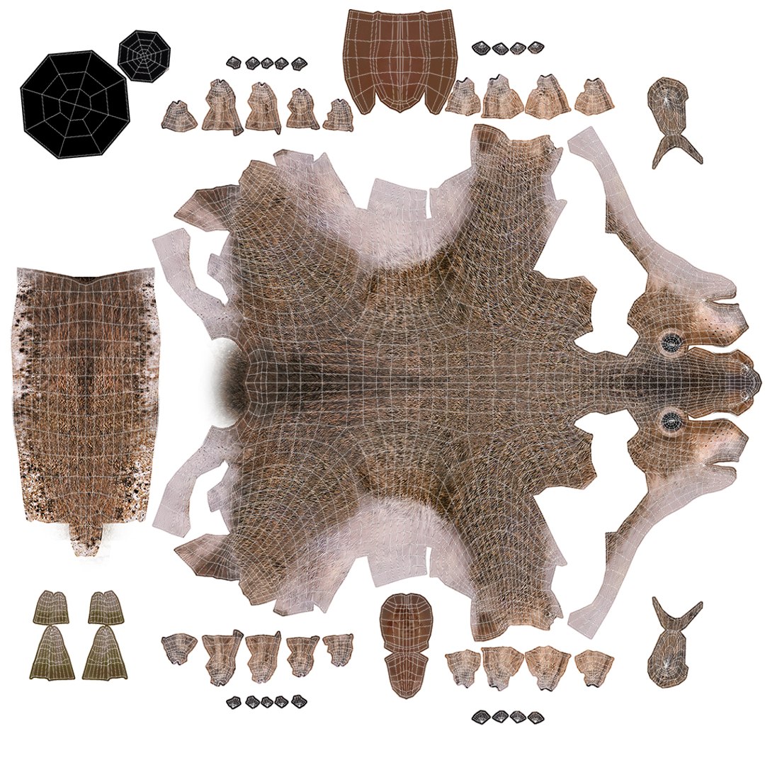 Squirrel RIG XGEN-CORE 3D Model - TurboSquid 2127607