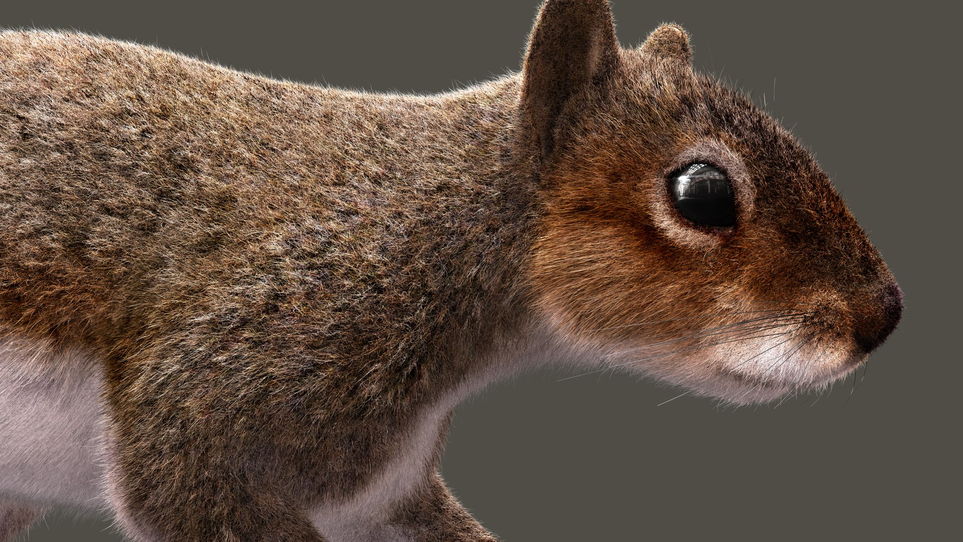 Squirrel RIG XGEN-CORE 3D Model - TurboSquid 2127607