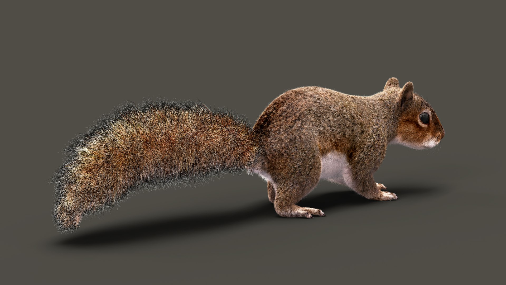 Squirrel RIG XGEN-CORE 3D Model - TurboSquid 2127607
