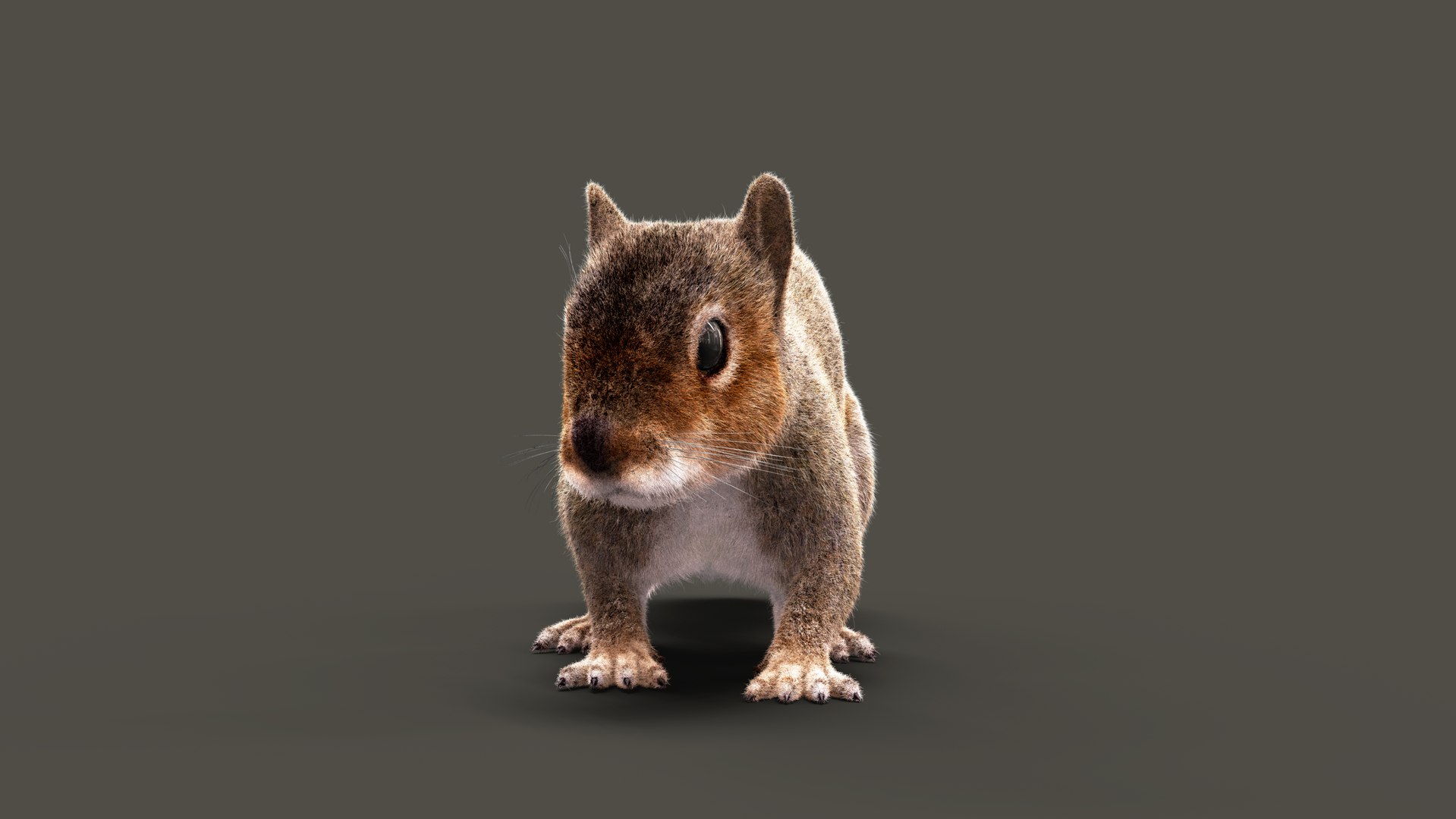 Squirrel RIG XGEN-CORE 3D Model - TurboSquid 2127607