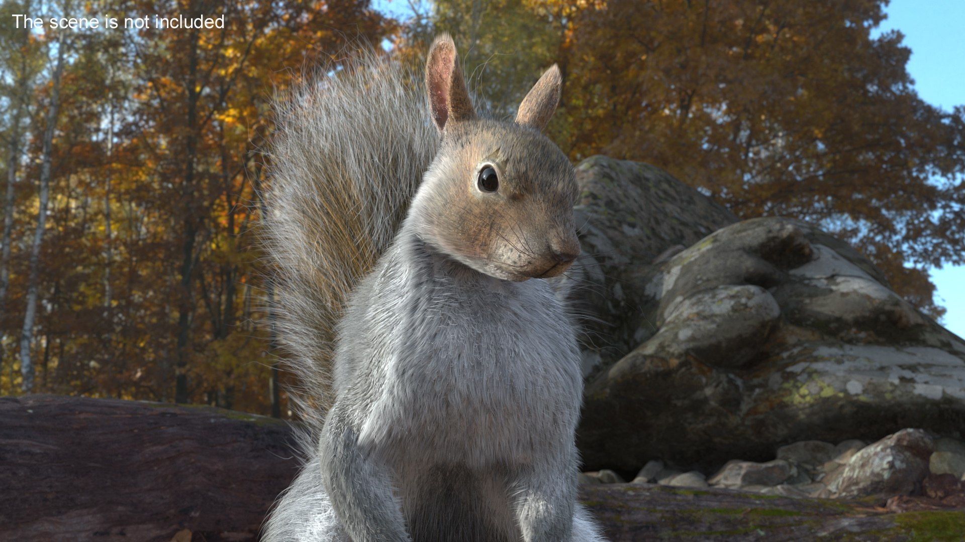 3D Model Gray Squirrel Fur Animated Rigged - TurboSquid 2342596