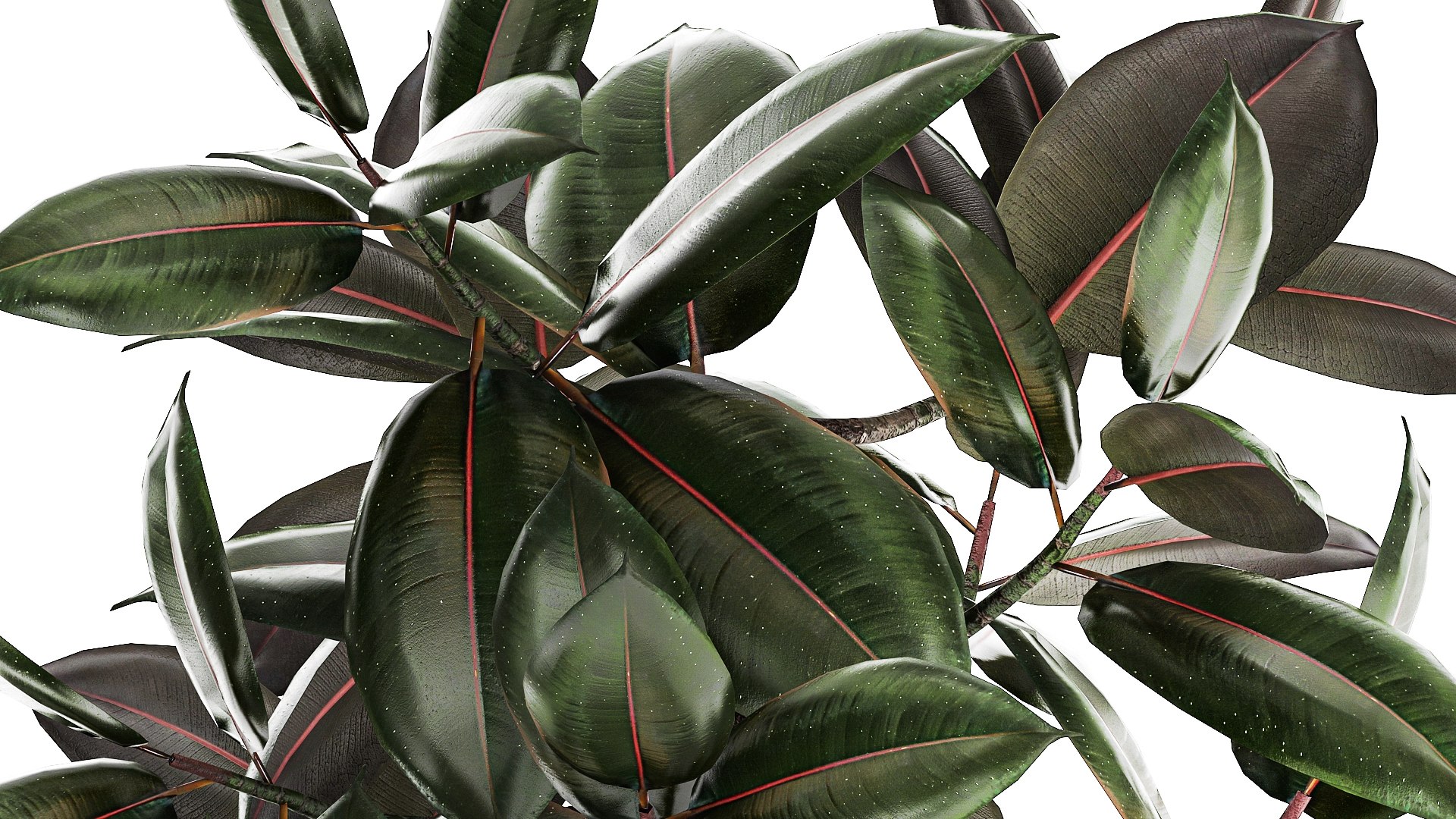Small ornamental trees in pots with Ficus elastica 1432 3D model ...