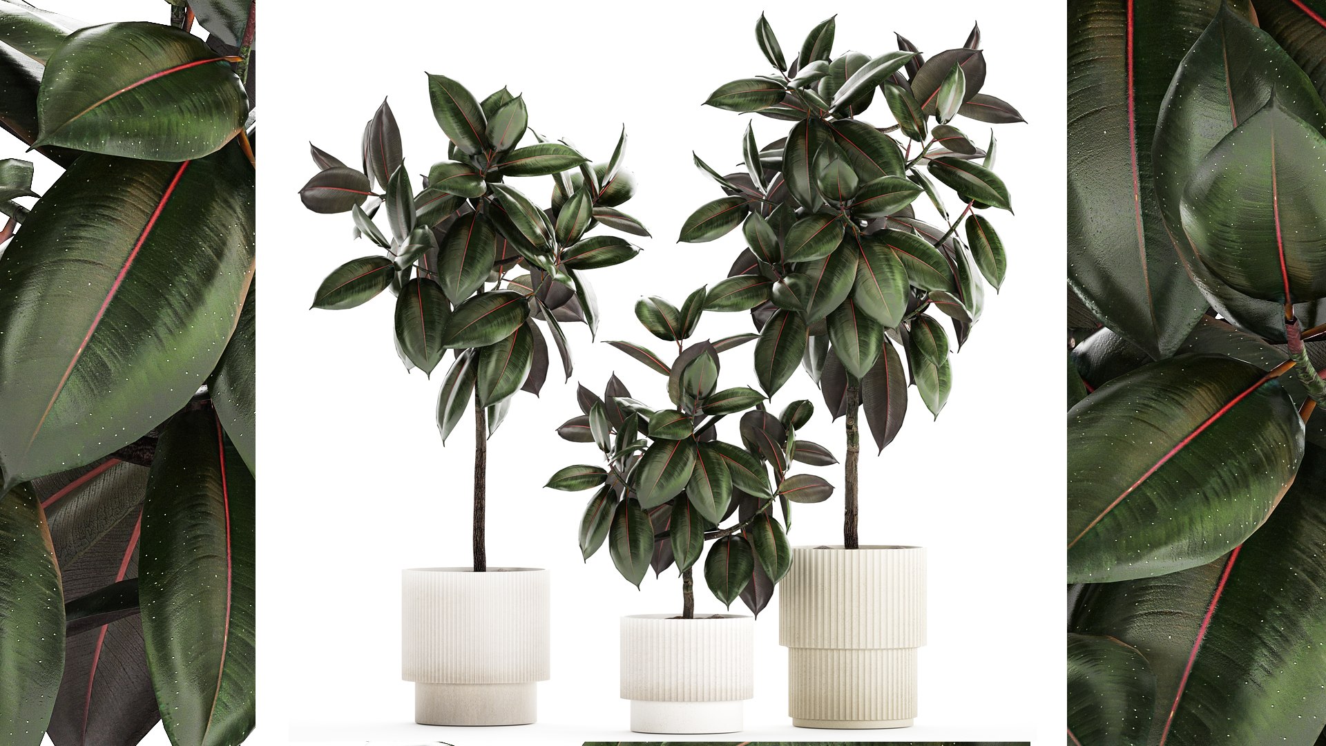 Small ornamental trees in pots with Ficus elastica 1432 3D model ...