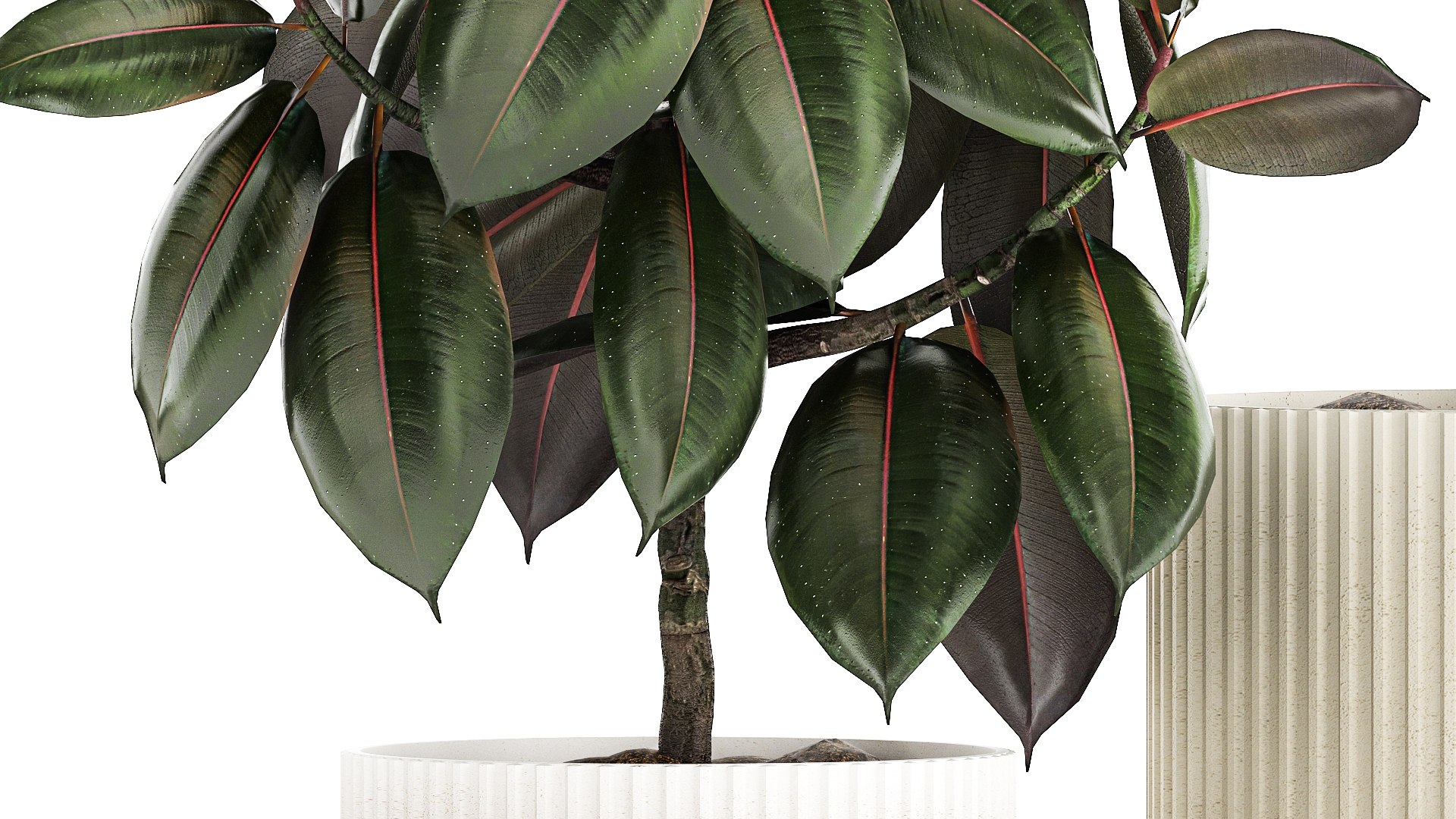 Small ornamental trees in pots with Ficus elastica 1432 3D model ...