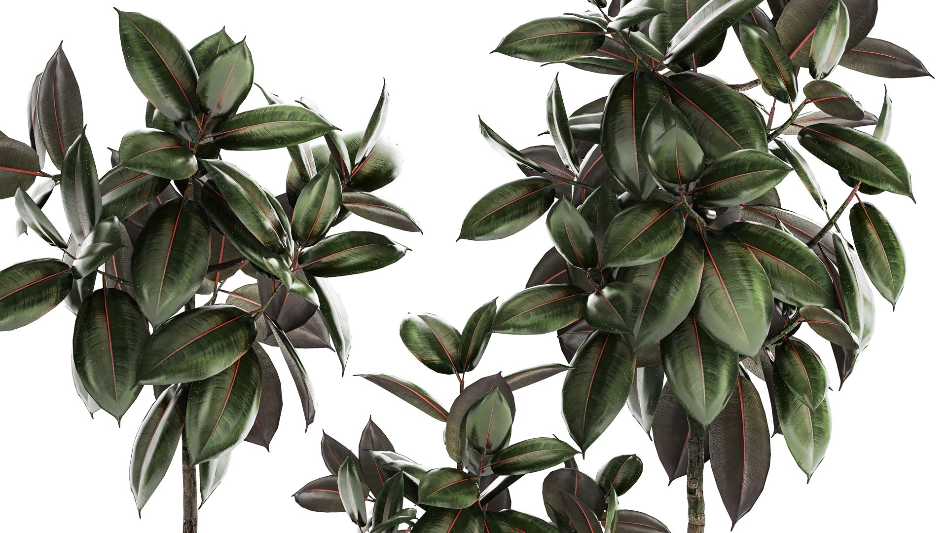 Small ornamental trees in pots with Ficus elastica 1432 3D model ...