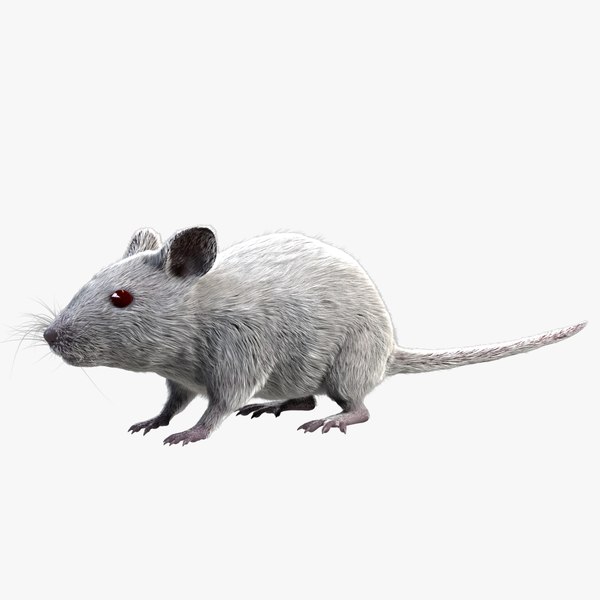 Mouse 3D Models for Download | TurboSquid
