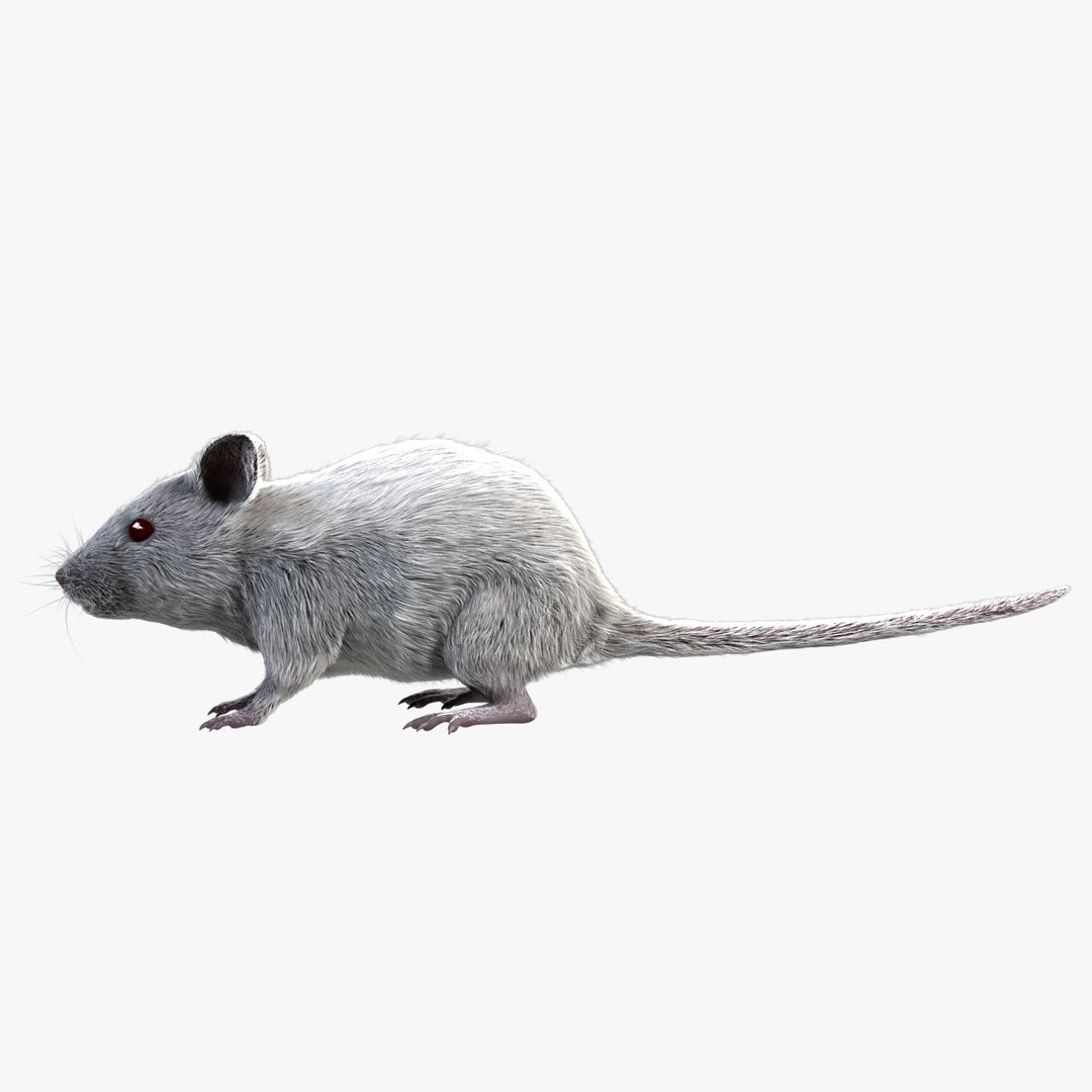 White House Mouse - 3d Obj