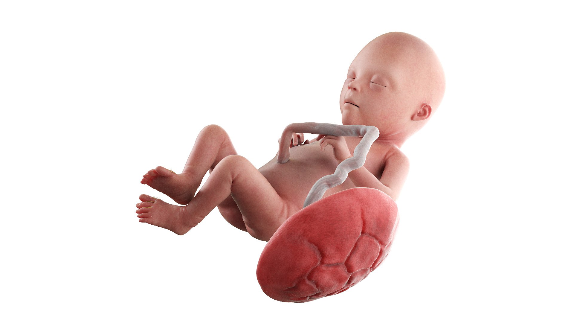 3D Model Fetus Week 21 Animated - TurboSquid 1856554