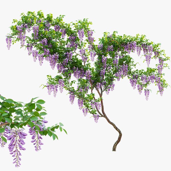 Wisteria Tree 3D Models for Download | TurboSquid
