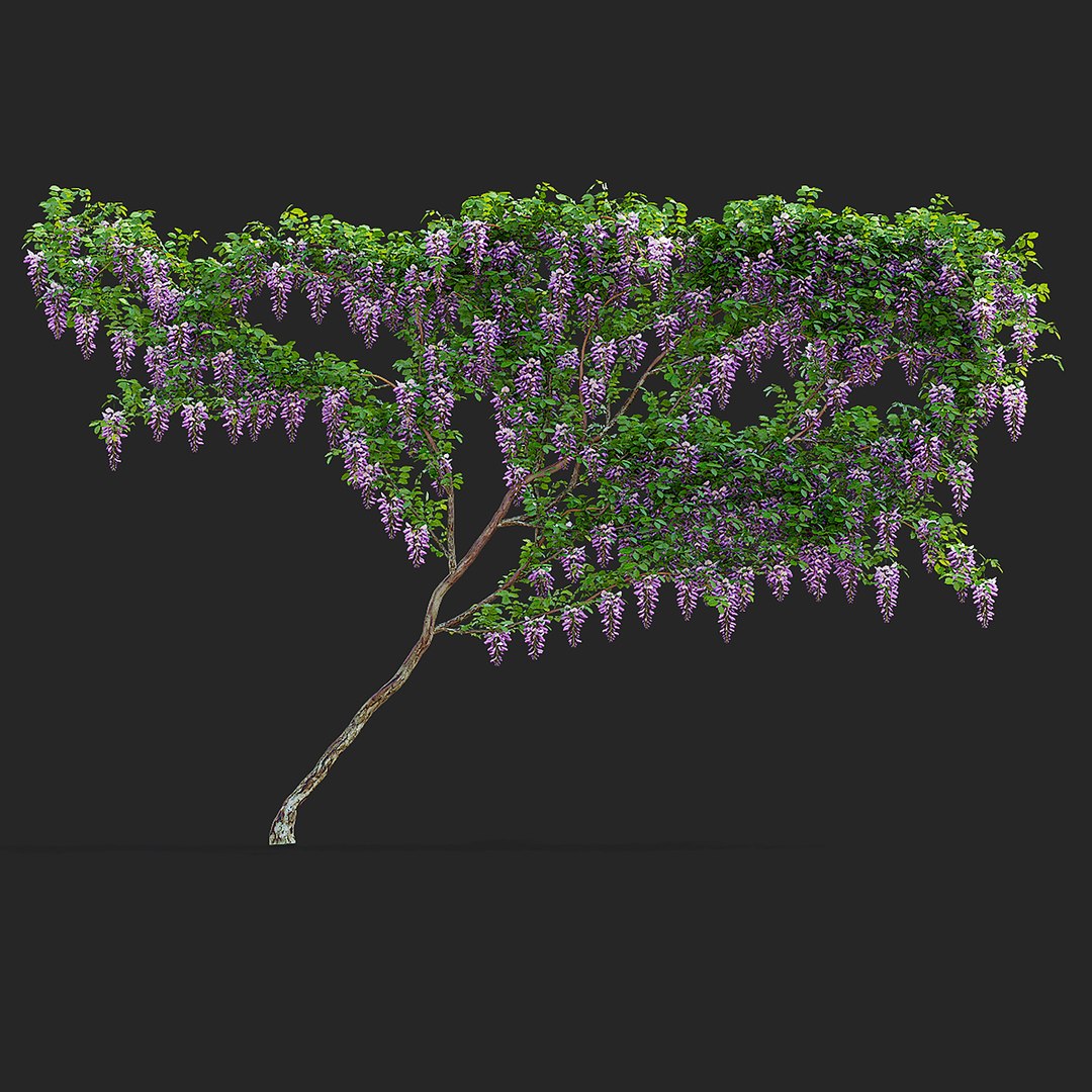 Wisteria Model - TurboSquid 2275964