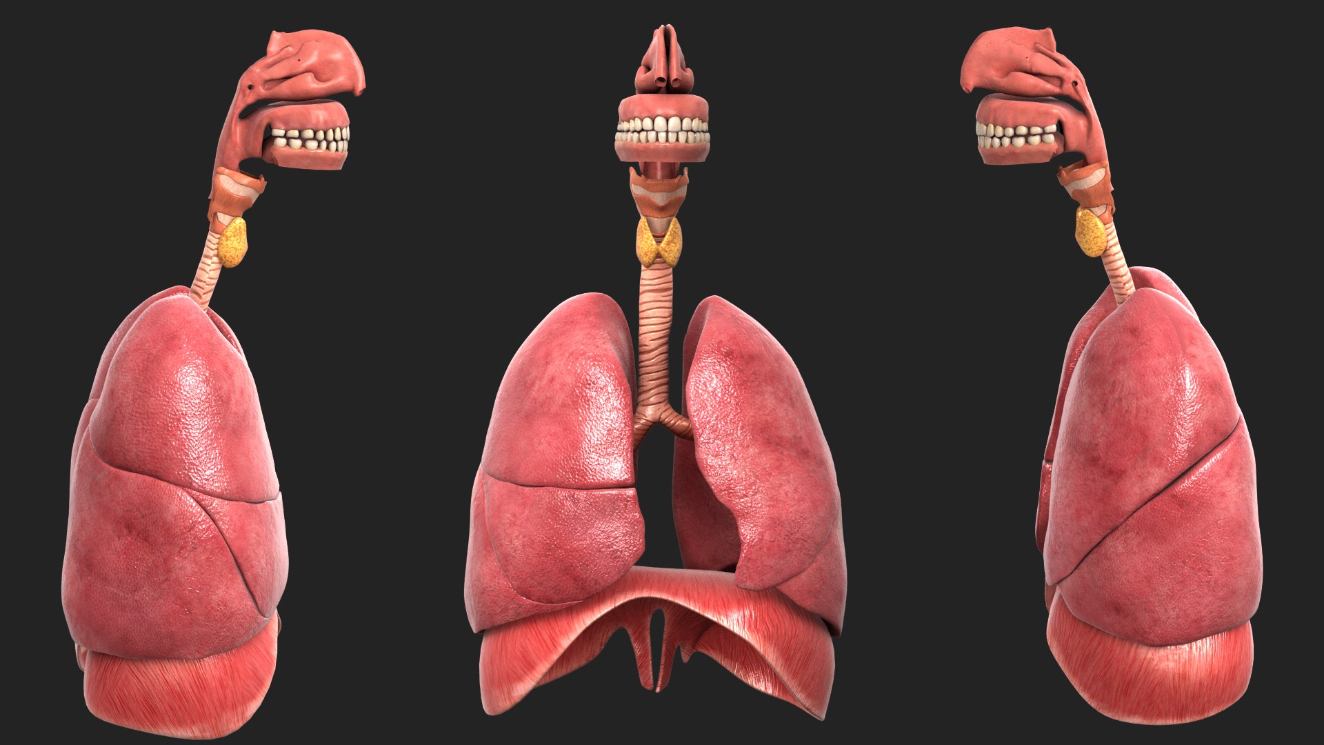 modèle 3D de Human Respiratory System Anatomy - TurboSquid 2041174