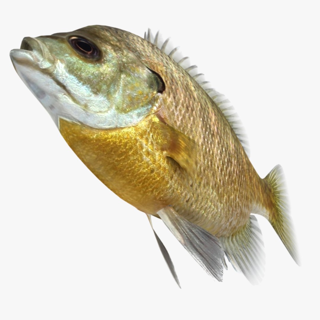 3d Bluegill Fish Lepomis Model