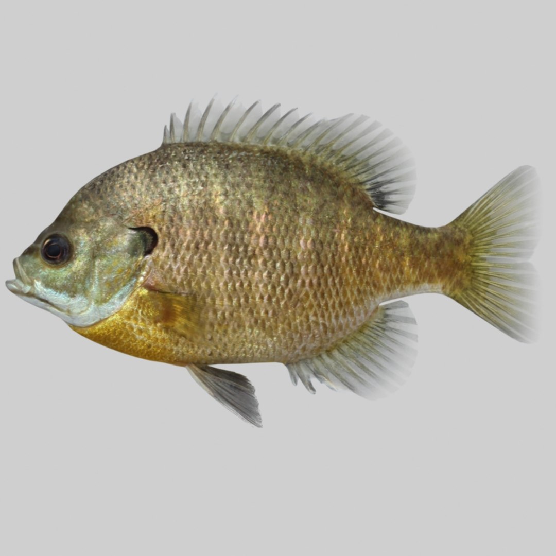 3d Bluegill Fish Lepomis Model