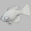 3d Bluegill Fish Lepomis Model