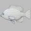 3d Bluegill Fish Lepomis Model