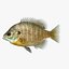 3d Bluegill Fish Lepomis Model
