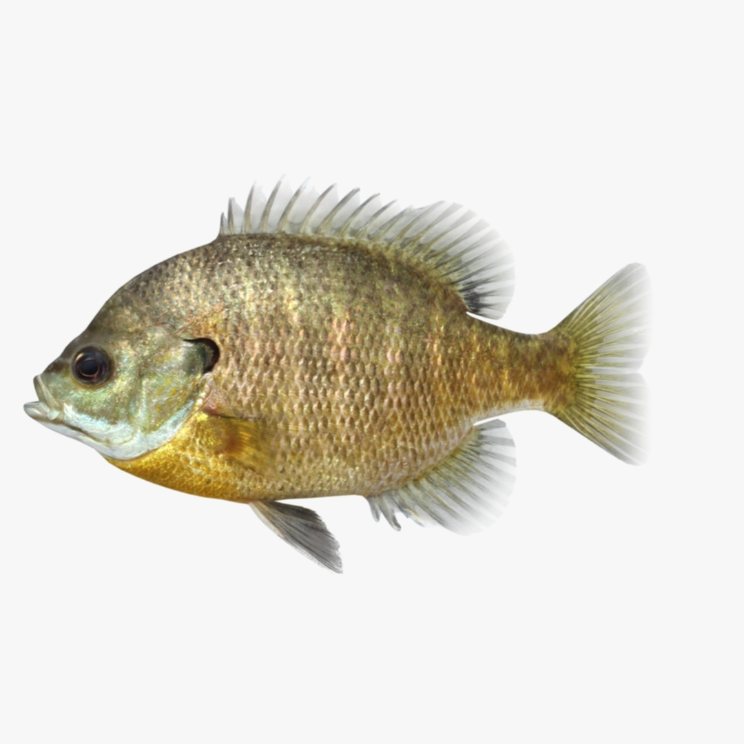 3d Bluegill Fish Lepomis Model