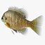 3d Bluegill Fish Lepomis Model