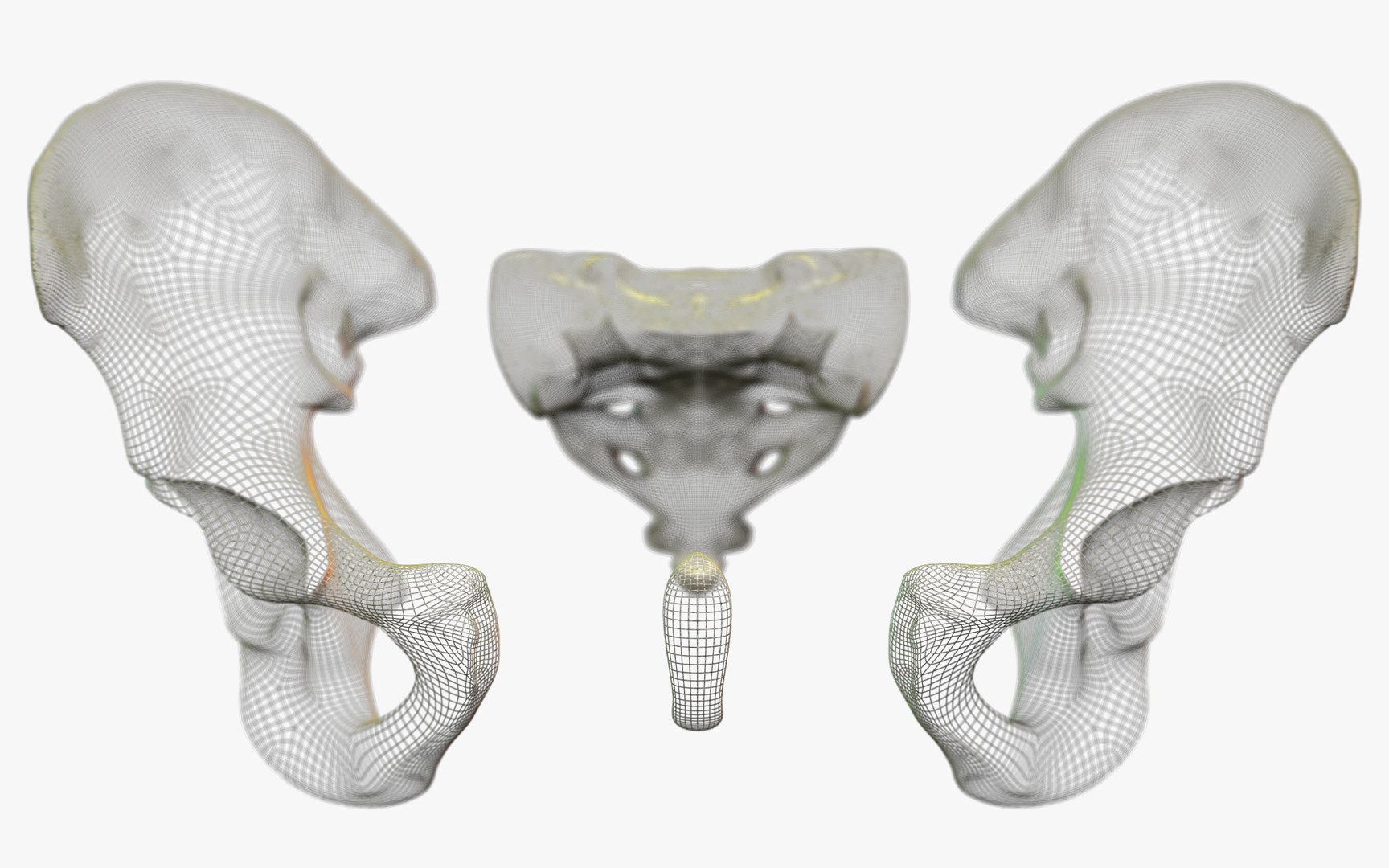 3D Pelvis Scanline - TurboSquid 1992678