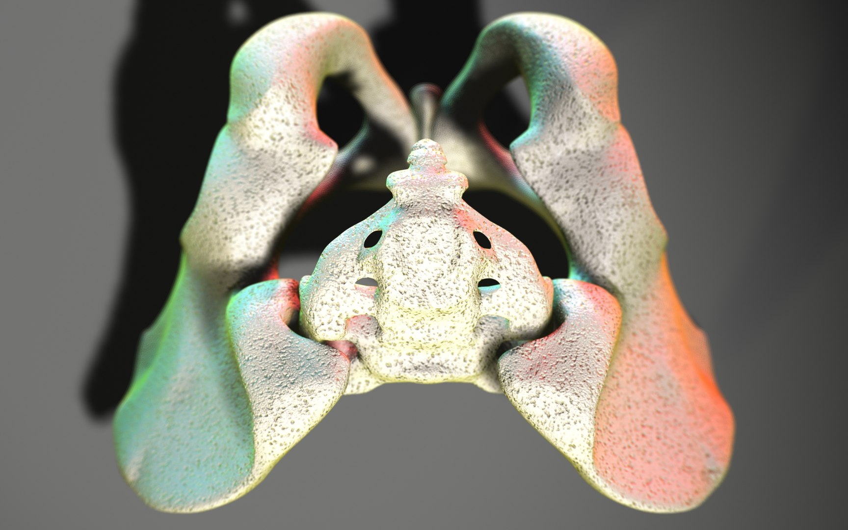 3D Pelvis Scanline - TurboSquid 1992678