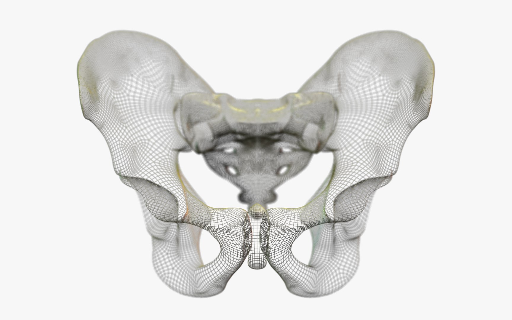 3D Pelvis Scanline - TurboSquid 1992678