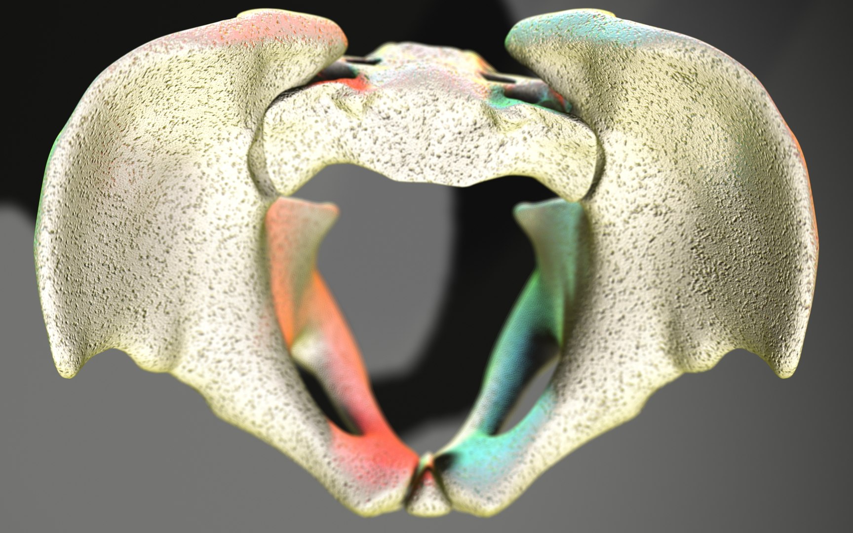 3D Pelvis Scanline - TurboSquid 1992678