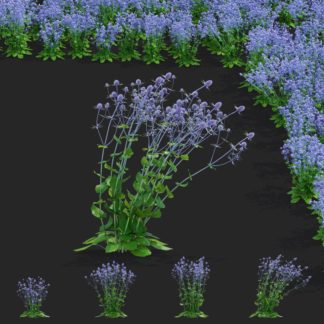 Eryngium Planum Flower 3D - TurboSquid 2005140