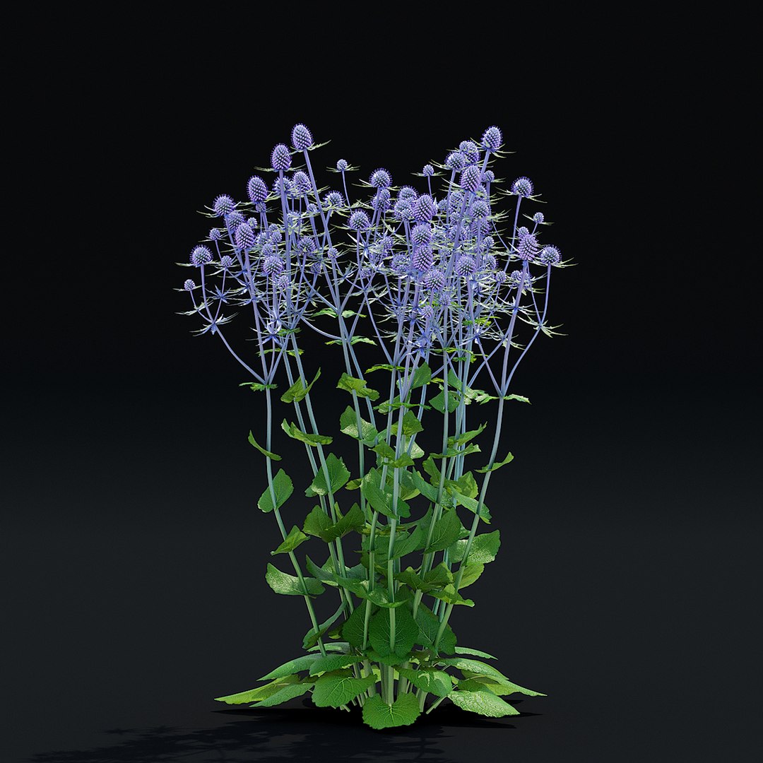 Eryngium Planum Flower 3D - TurboSquid 2005140