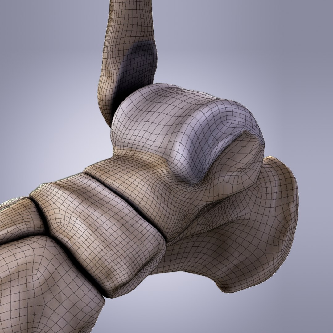 3d Model Human Bones Foot