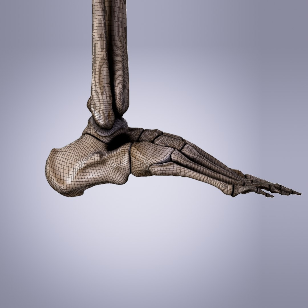 3d Model Human Bones Foot