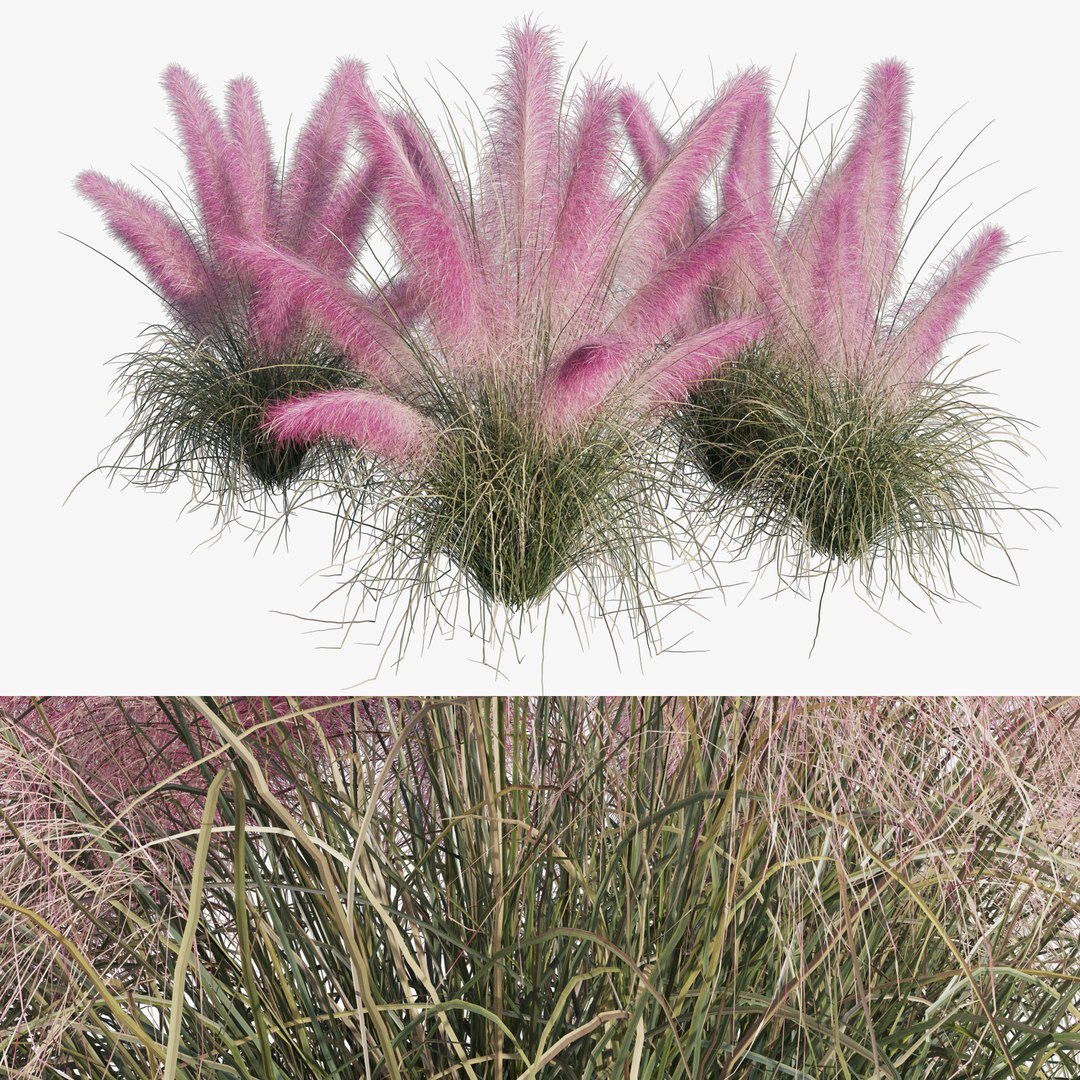 3d Muhlenbergia Capillaris Pink Muhly Grass 05 Model Turbosquid 1945186